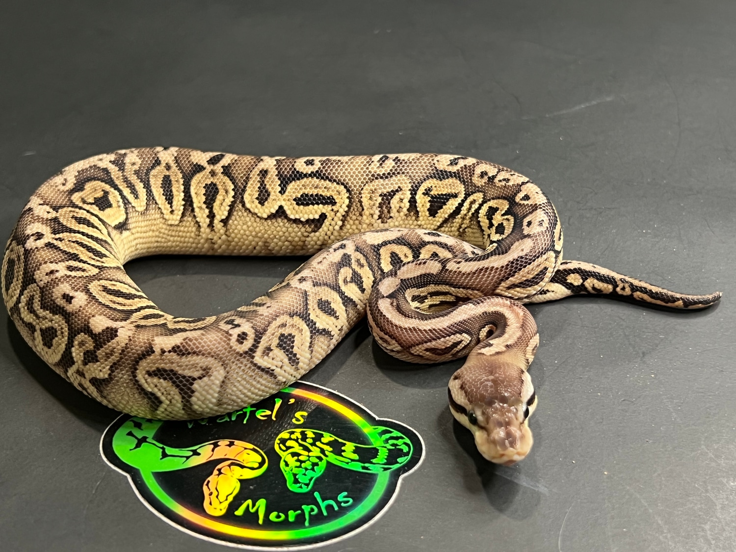 Pewter Het. Clown Ball Python by Warfel's Morphs - MorphMarket