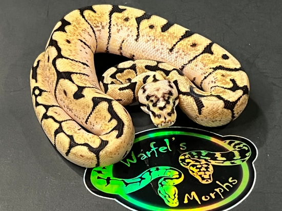 Bumble Bee Het Desert Ghost Ball Python by Warfel's Morphs