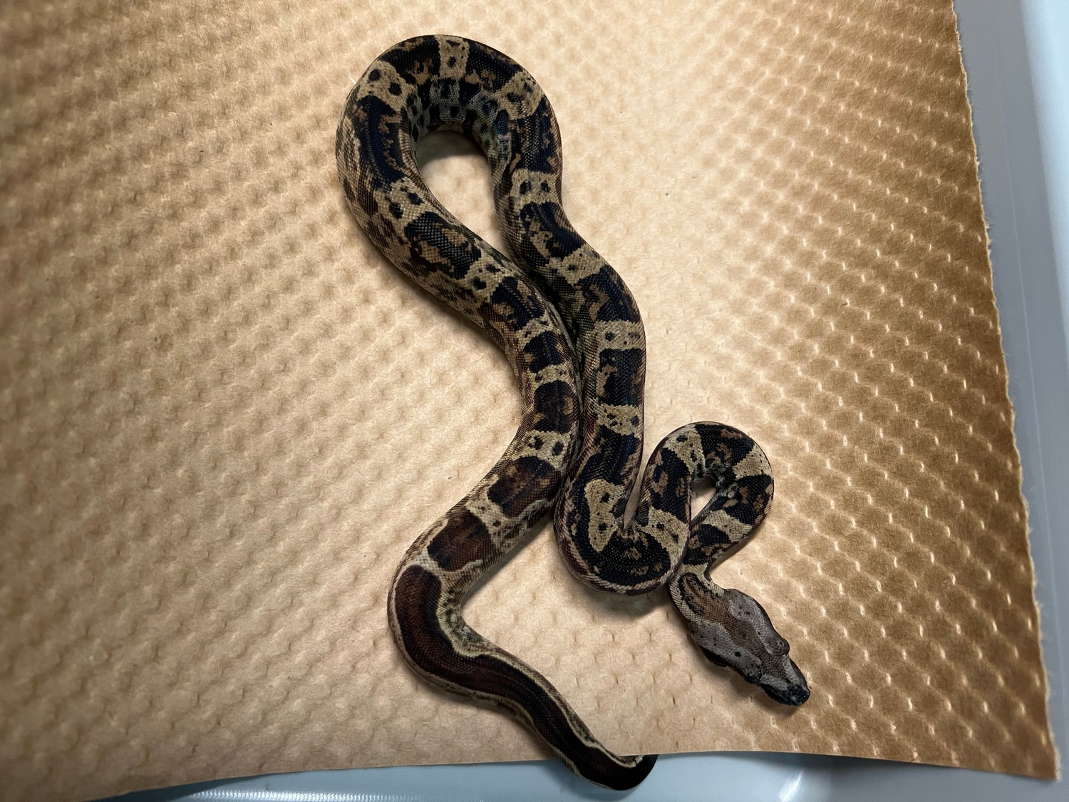 Hypo Motley IMG Ghost Het. Sharp Albino Boa Constrictor by Warfel's ...