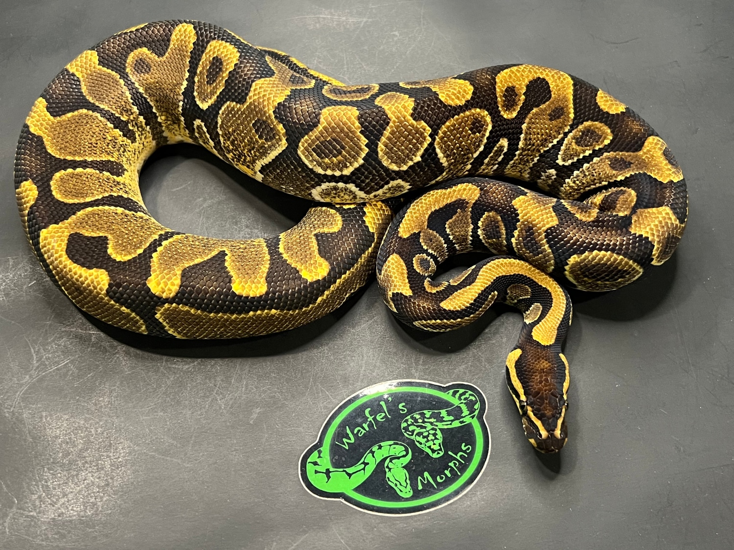 Enchi Yellow Belly Ball Python by Warfel's Morphs - MorphMarket