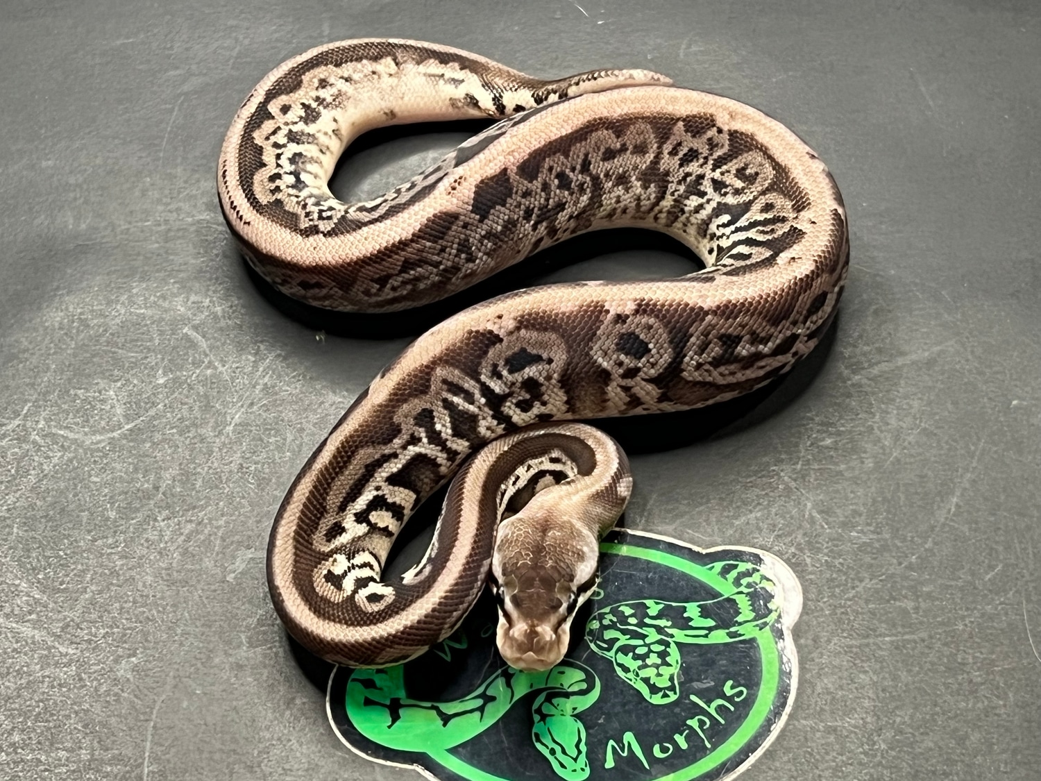 Pewter Leopard Het DG Ball Python by Warfel's Morphs - MorphMarket