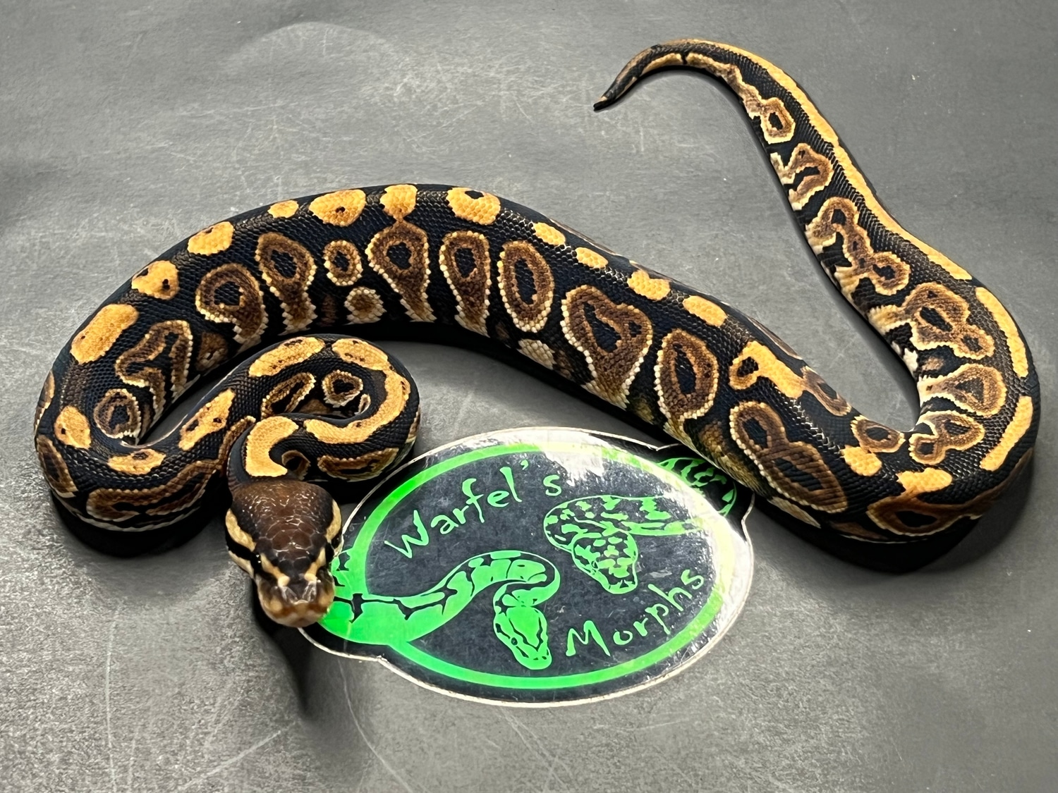 Cinnamon Het DG Ball Python by Warfel's Morphs - MorphMarket
