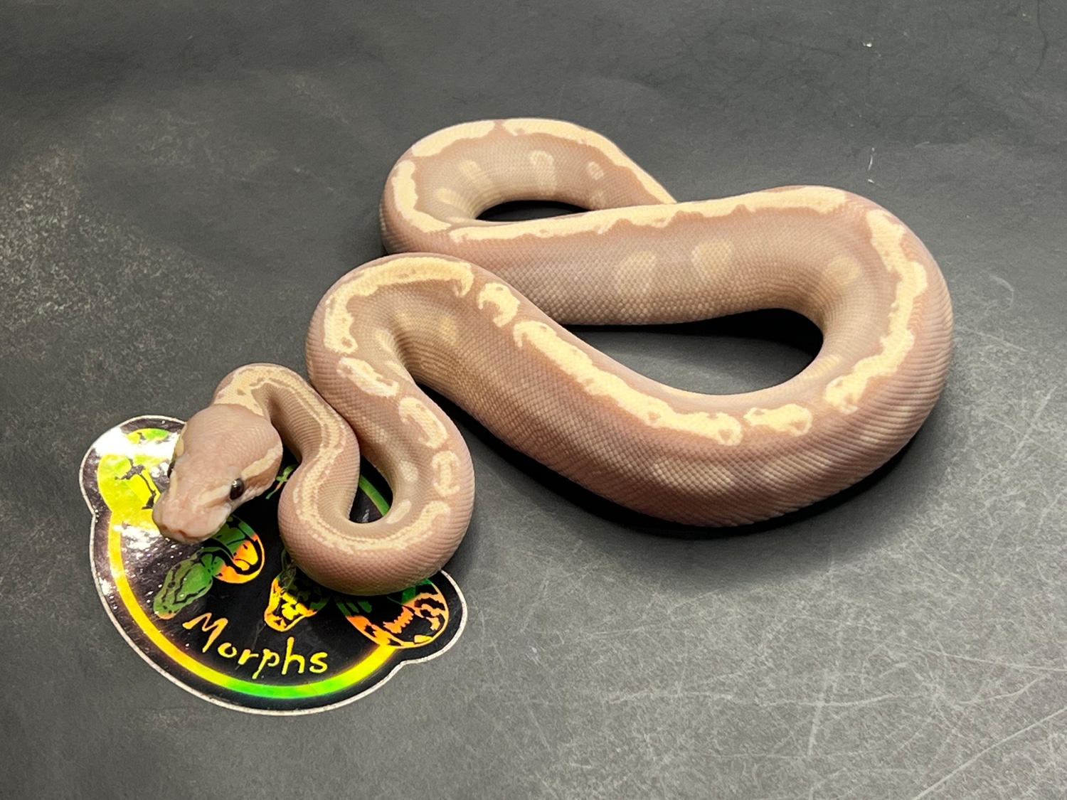 Banana GHI Mojave Pastel Ball Python by Warfel's Morphs - MorphMarket