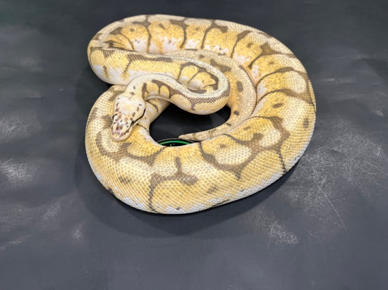 Killer Bee Ball Python by Warfel's Morphs