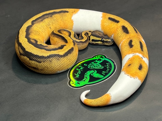 High Intensity Orange Dream Pied Ball Python by Warfel's Morphs