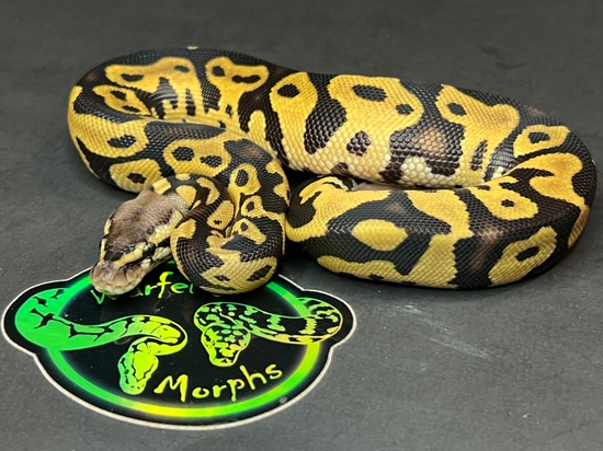 Leopard Pastel Dbl. Het. TSK Axanthic (Black Axanthic) Clown Ball Python by Warfel's Morphs