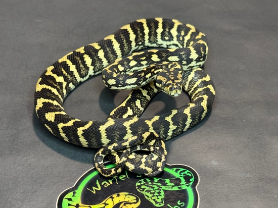 Jungle Carpet Python by Warfel's Morphs
