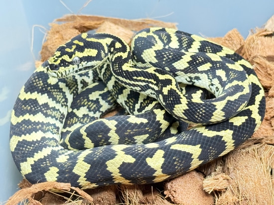 Jungle Carpet Python by Warfel's Morphs