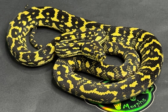 Jungle Carpet Jungle Carpet Python by Warfel's Morphs
