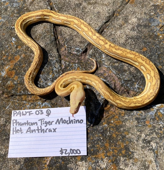 Phantom Tiger Mochino Het. Anthrax Reticulated Python by War Machine Exotics