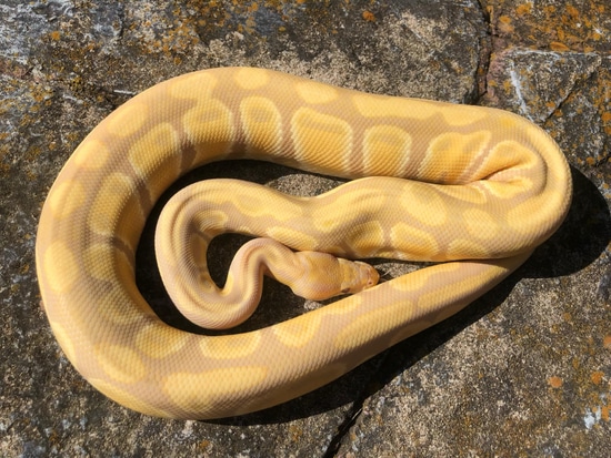 Candino Ball Python by War Machine Exotics