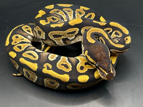 Pastel Mystic Ball Python by War Machine Exotics