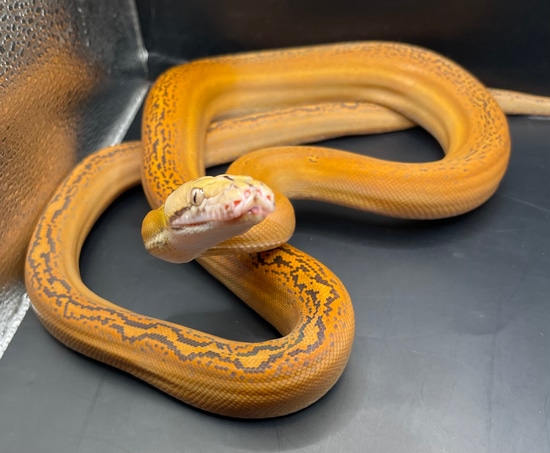 Mochino GC Reticulated Python by War Machine Exotics
