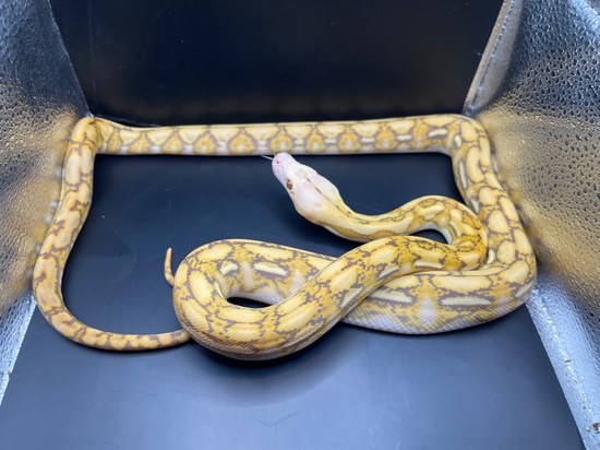 Mochino Tiger Het. Anthrax Reticulated Python by War Machine Exotics