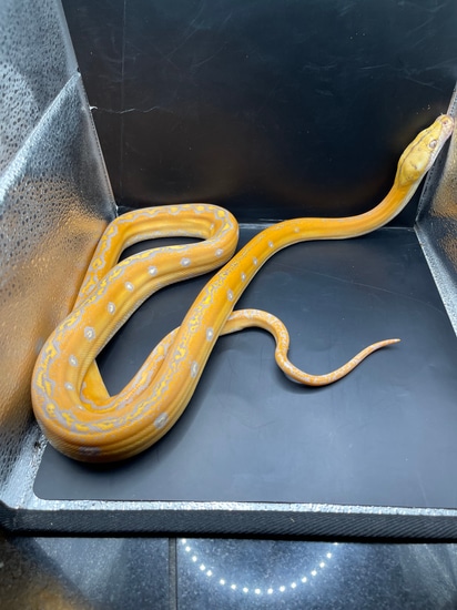 Purple Motley GC Reticulated Python by War Machine Exotics
