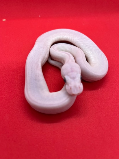 Butter/lesser Blue Eye Lucy Ball Python by Warne’s Morphs