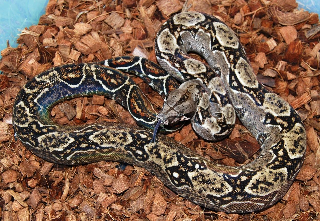 Dhet Blood Leopard Boa Constrictor by The Boa Booth - MorphMarket