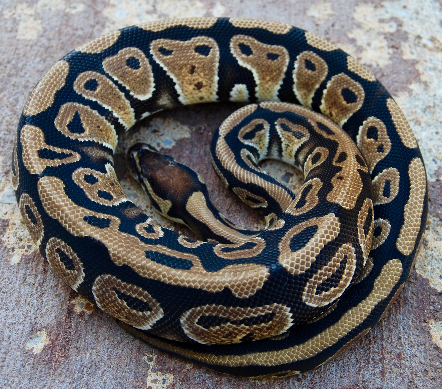 Het Caramel Albino Ball Python by The Boa Booth - MorphMarket