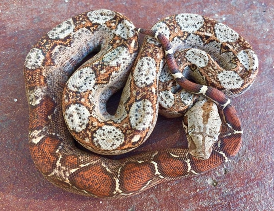 Costa Rican T+ Boa Imperator Boa Constrictor by The Boa Booth