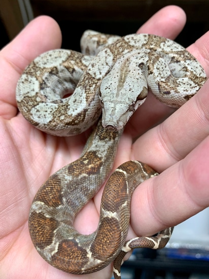 Costa Rican T+ Nicaraguan Cross - Female Boa Constrictor by The Boa Booth
