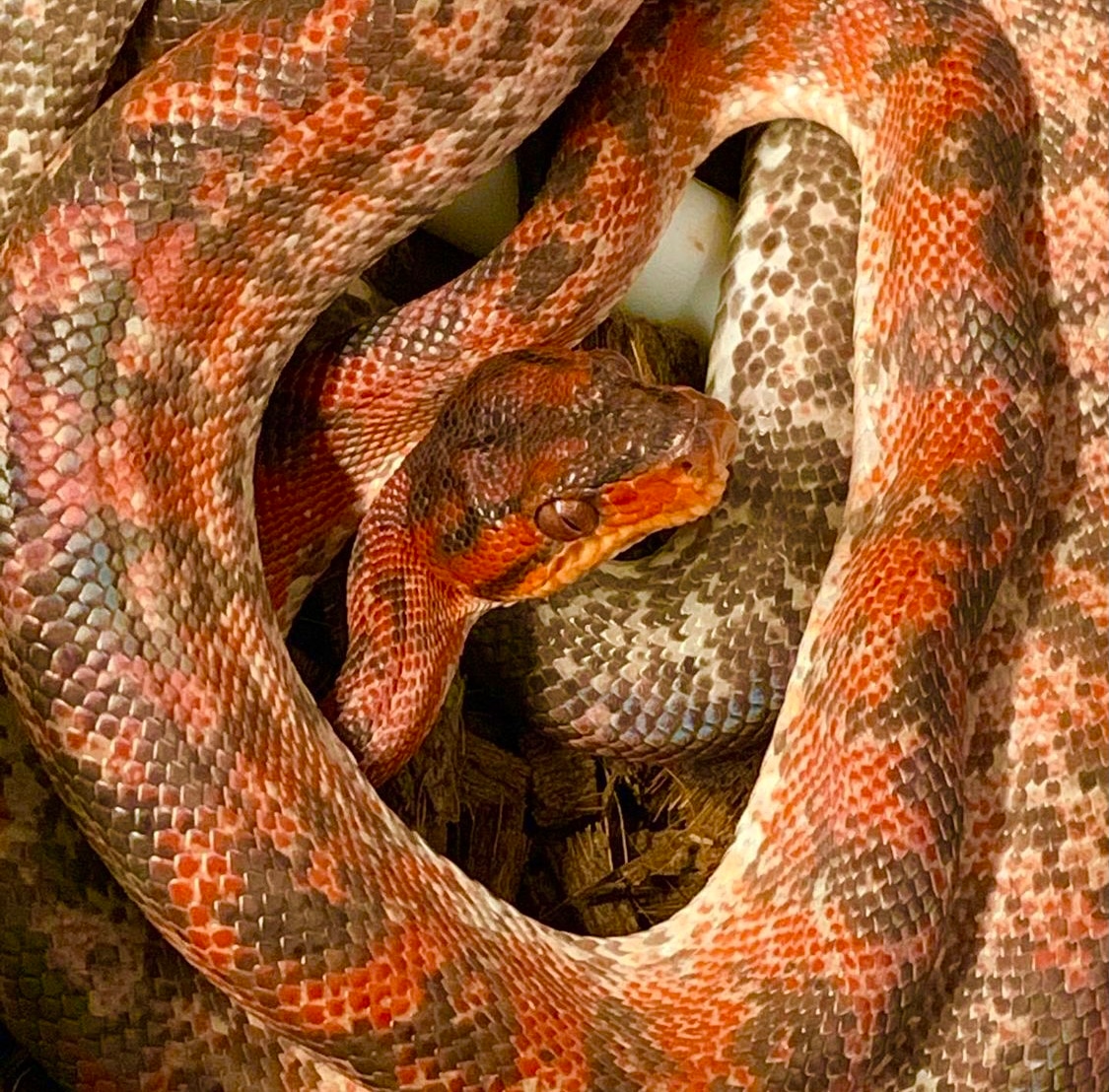 CBB Red Male . Ready To Bread. Amazon Tree Boa by The Boa Booth ...