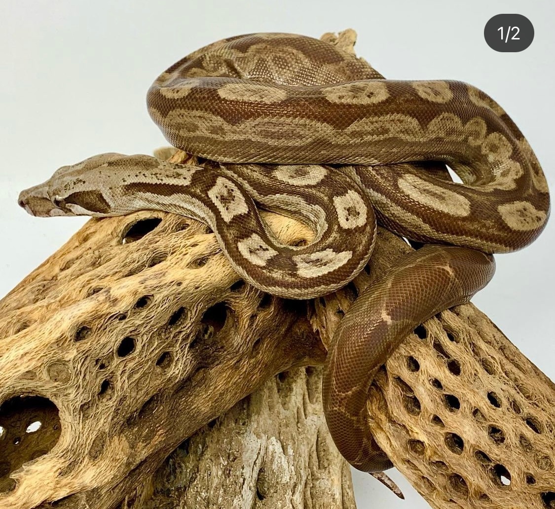 CA Motley Costa Rican Albino Boa Constrictor by The Boa Booth - MorphMarket