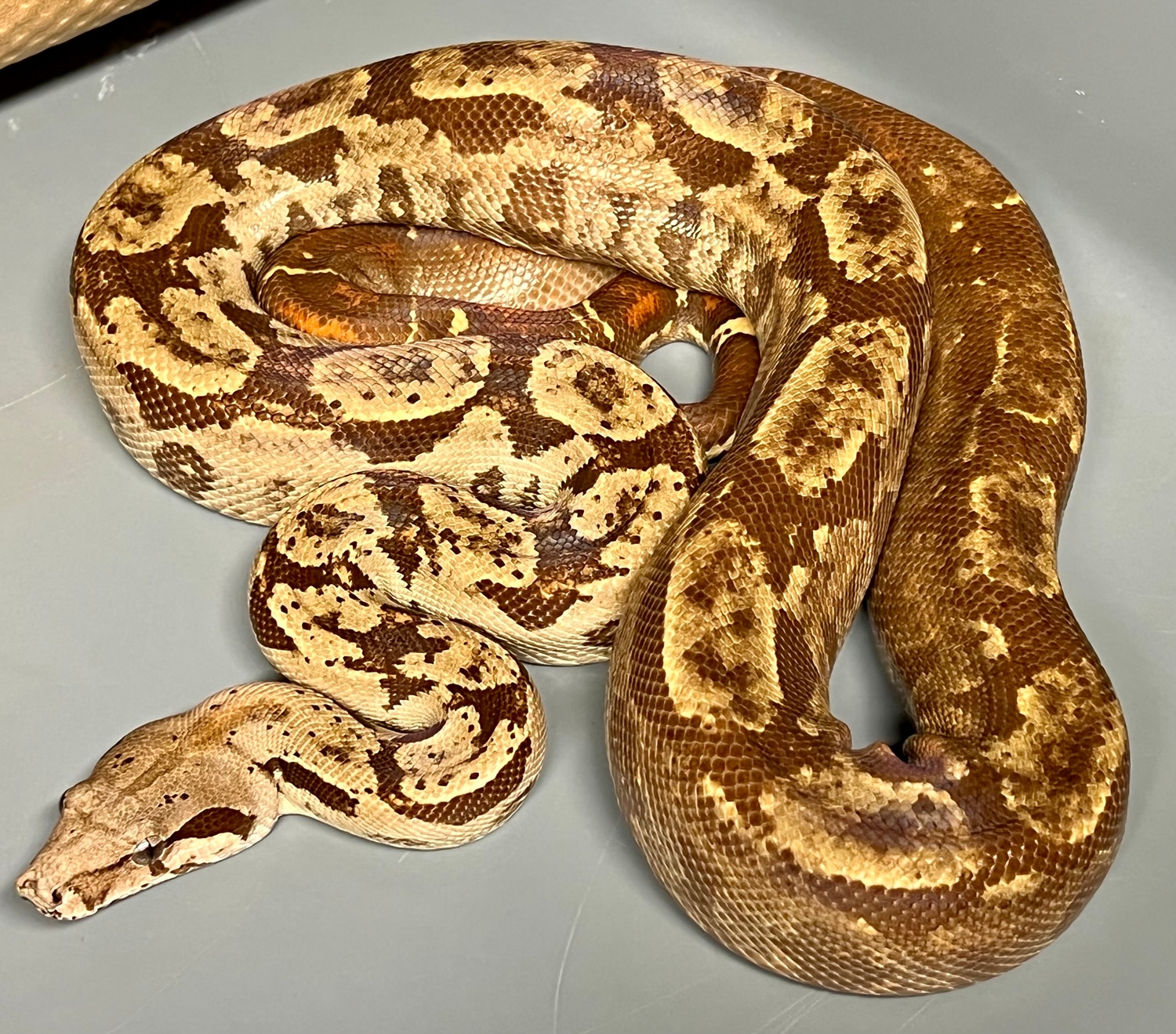 Honduran T-positive Costa Rican T-positive Boa Constrictor by The Boa ...