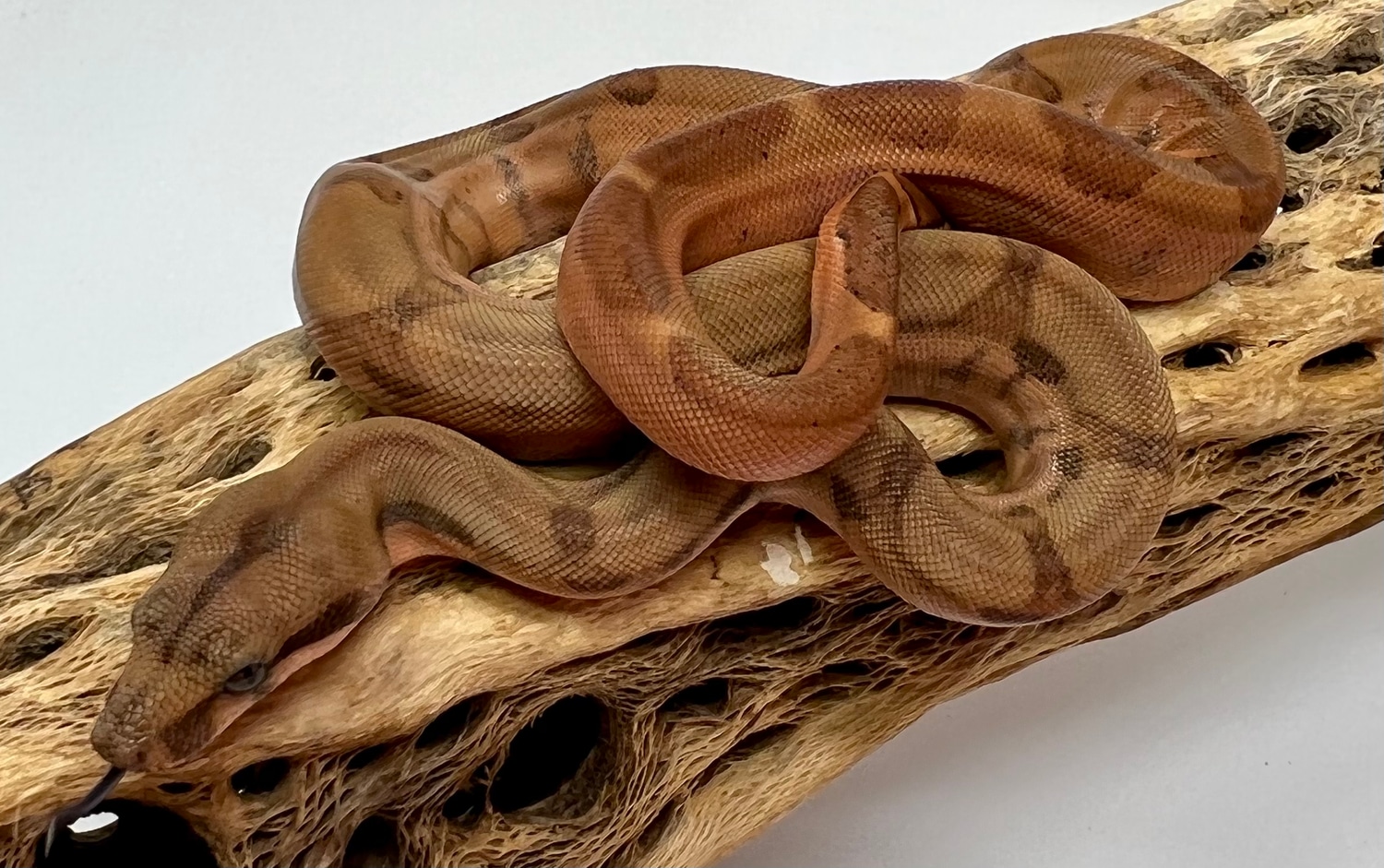 Hypo Blood 66% Poss Het Anerythristic Type II Boa Constrictor by The ...