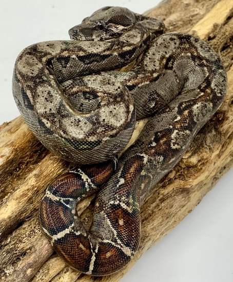 Het Leopard 66% Poss Het Costa Rican T Boa Constrictor by The Boa Booth