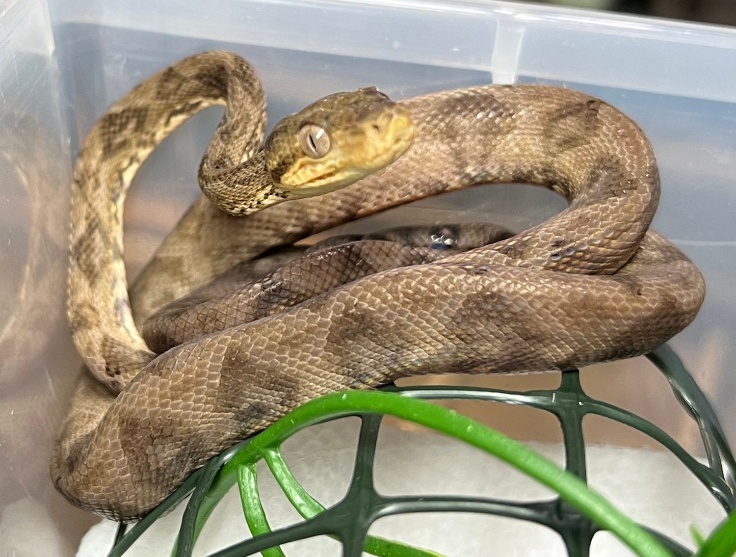 Corallus Ruschenbergerii, Costa Rican Other Tree Boa by The Boa Booth ...