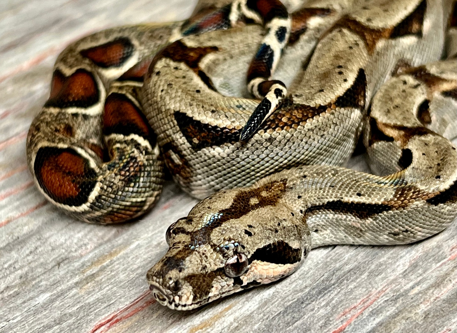 Pure Sonoran Dhet Anerythristic Leopard Boa Constrictor by The Boa ...