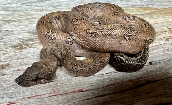 Pure Boa Sigma Hypo Leopard Boa Constrictor by The Boa Booth