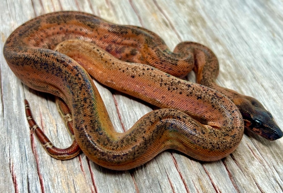 Possible Super Hypo Leopard 100% Het Costa Rican T+ Boa Constrictor by ...