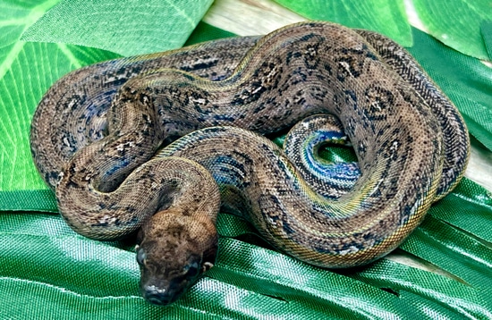 Leopard Het Costa Rican T Boa Constrictor by The Boa Booth