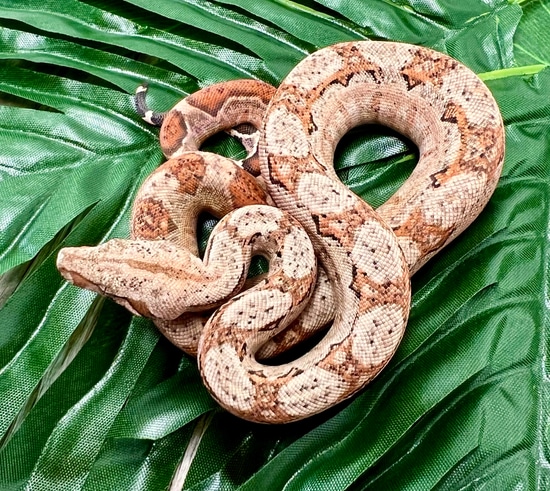 Pure Costa Rican T+ Boa Constrictor by The Boa Booth