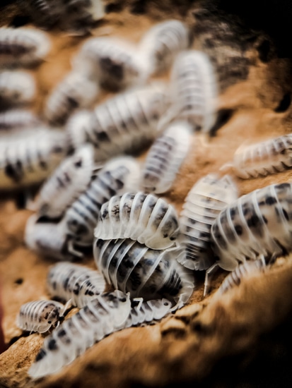10+ Shiro Utsuri Isopod by Wasatch Butchy Bois