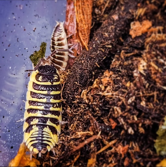 10+ Porcellio Ornatus High Yellow Isopod by Wasatch Butchy Bois