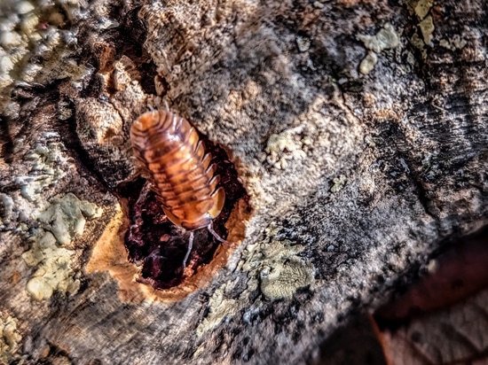 10+ Cubaris Sp. PhiPhun (Red) Tiger’ Isopod by Wasatch Butchy Bois