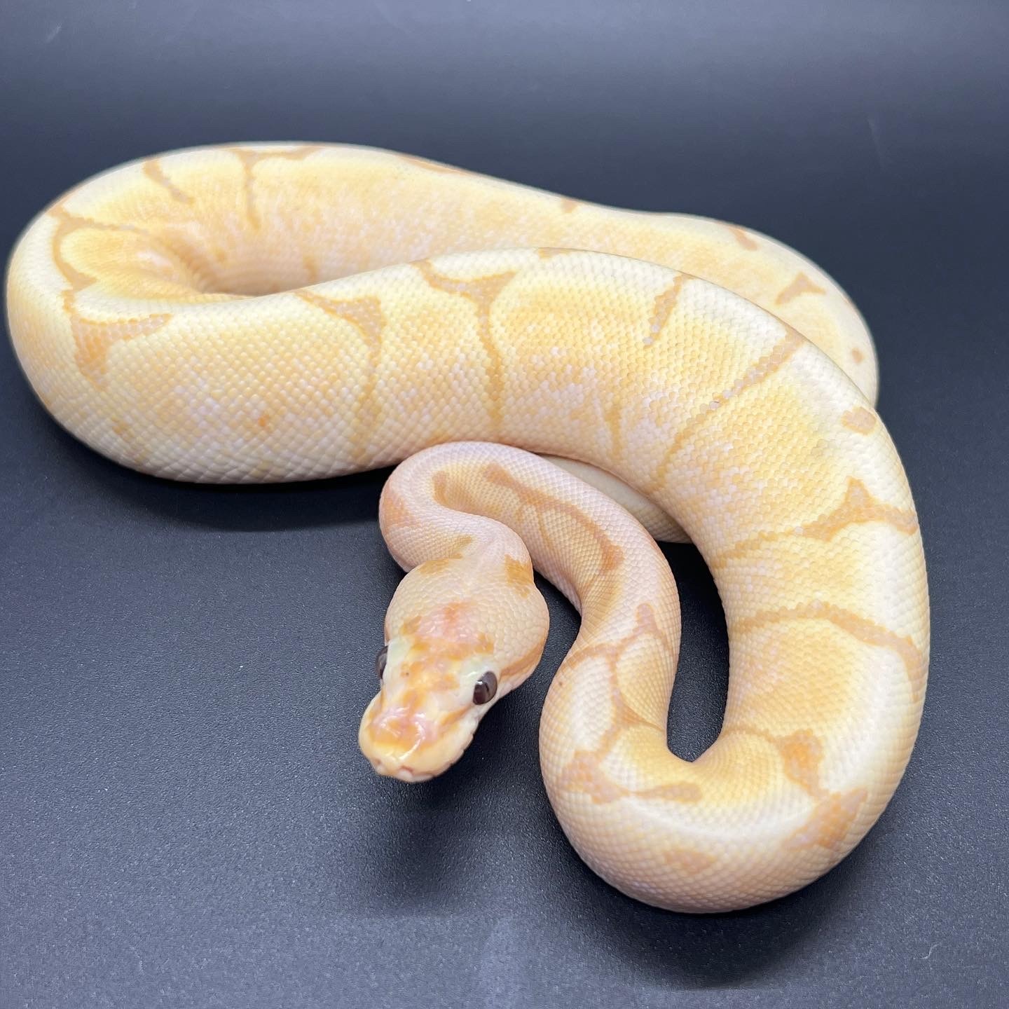 Banana Enchi Spider Ball Python by Watch Out For Wiggle Butts - MorphMarket