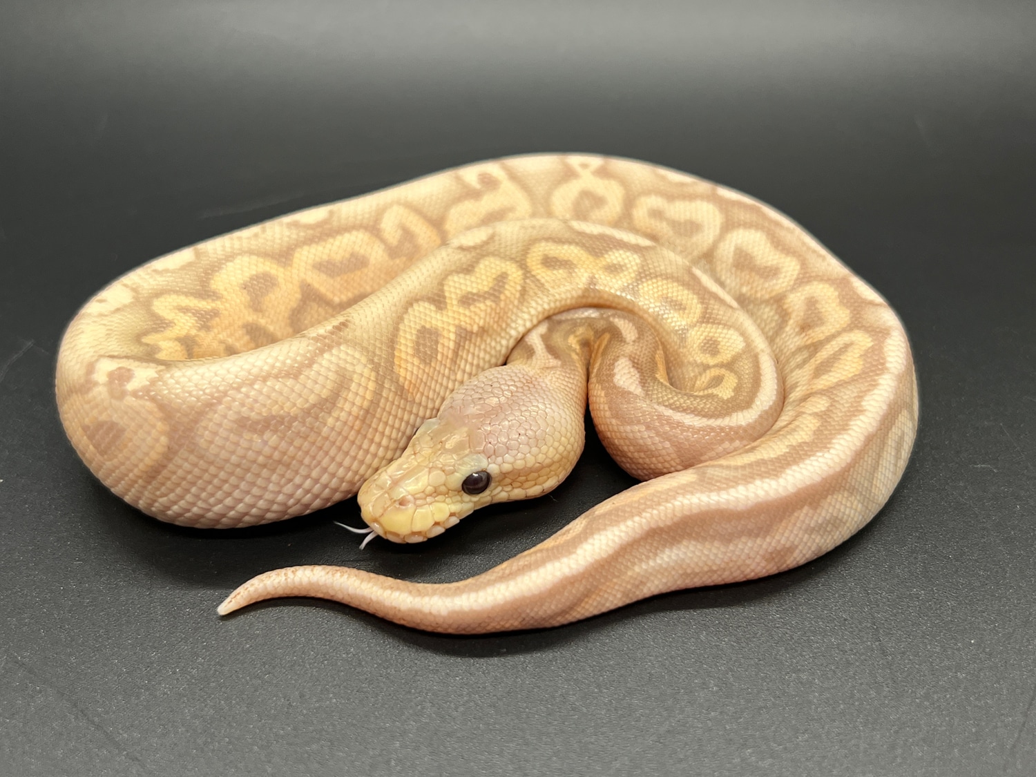 Pewter Banana Ball Python by Watch Out For Wiggle Butts - MorphMarket