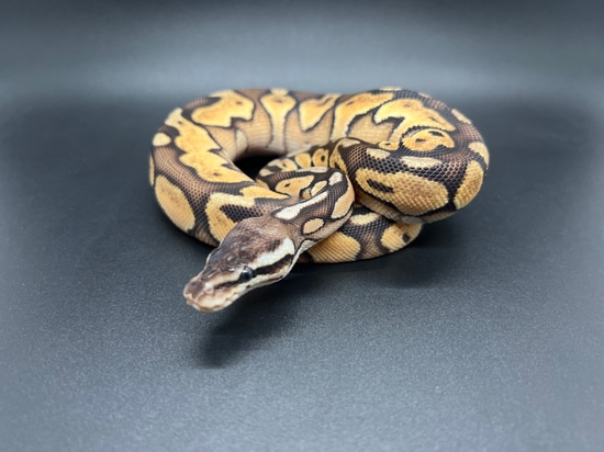Pewter Enchi Ball Python by Watch Out For Wiggle Butts