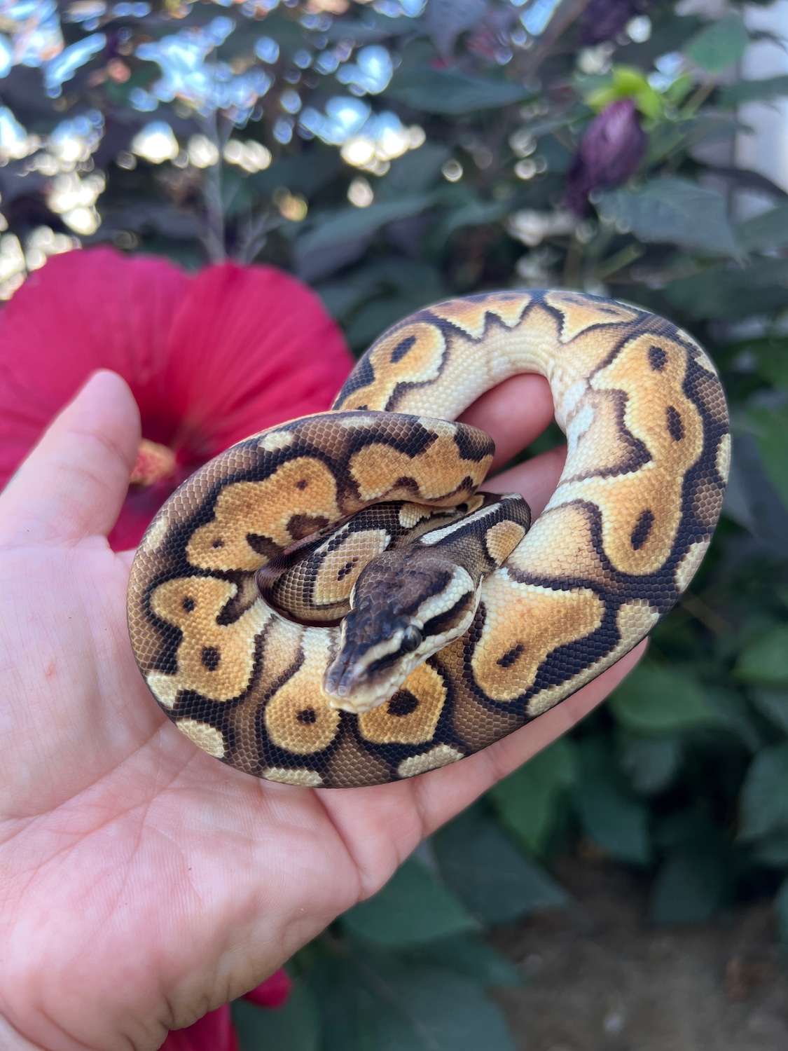 Pewter Enchi Ball Python by Watch Out For Wiggle Butts - MorphMarket