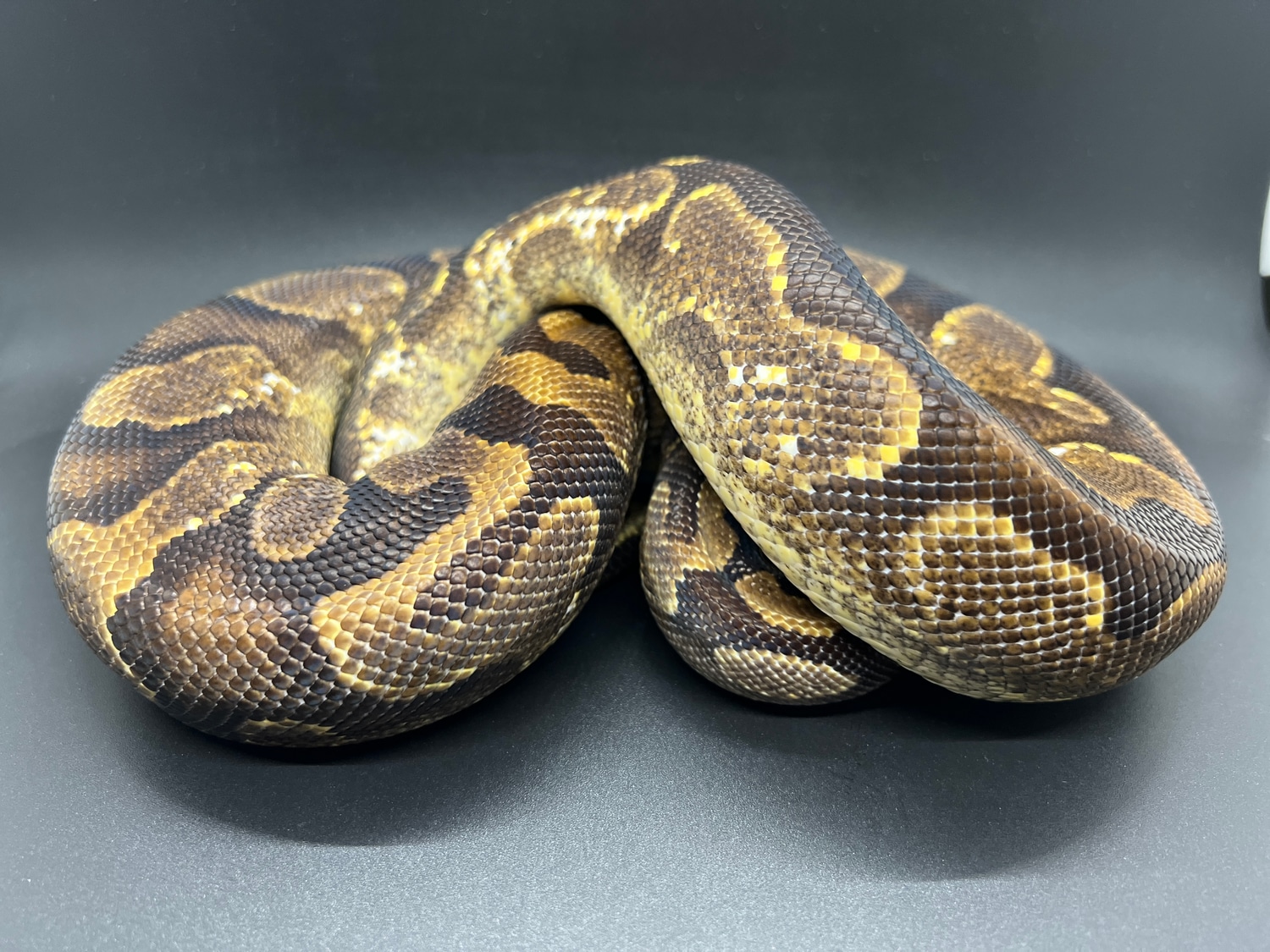 Calico, Enchi, Yellow Belly Ball Python by Watch Out For Wiggle Butts ...