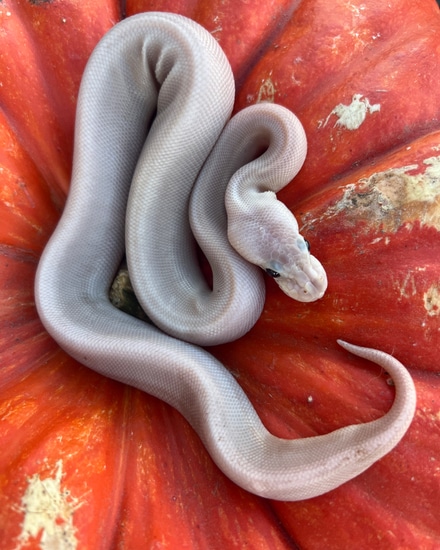 Banana 8 Ball Ball Python by Watch Out For Wiggle Butts