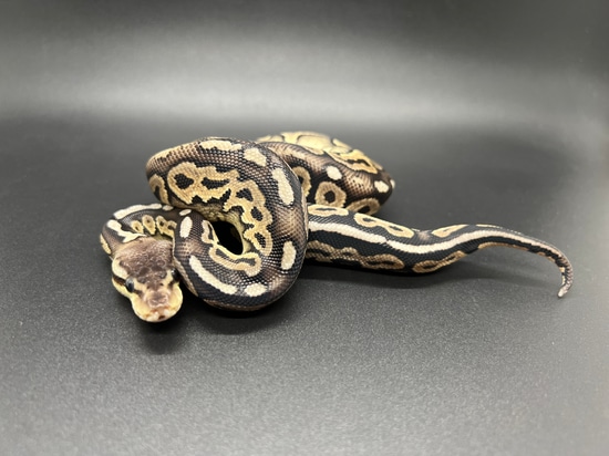 Pewter Ball Python by Watch Out For Wiggle Butts
