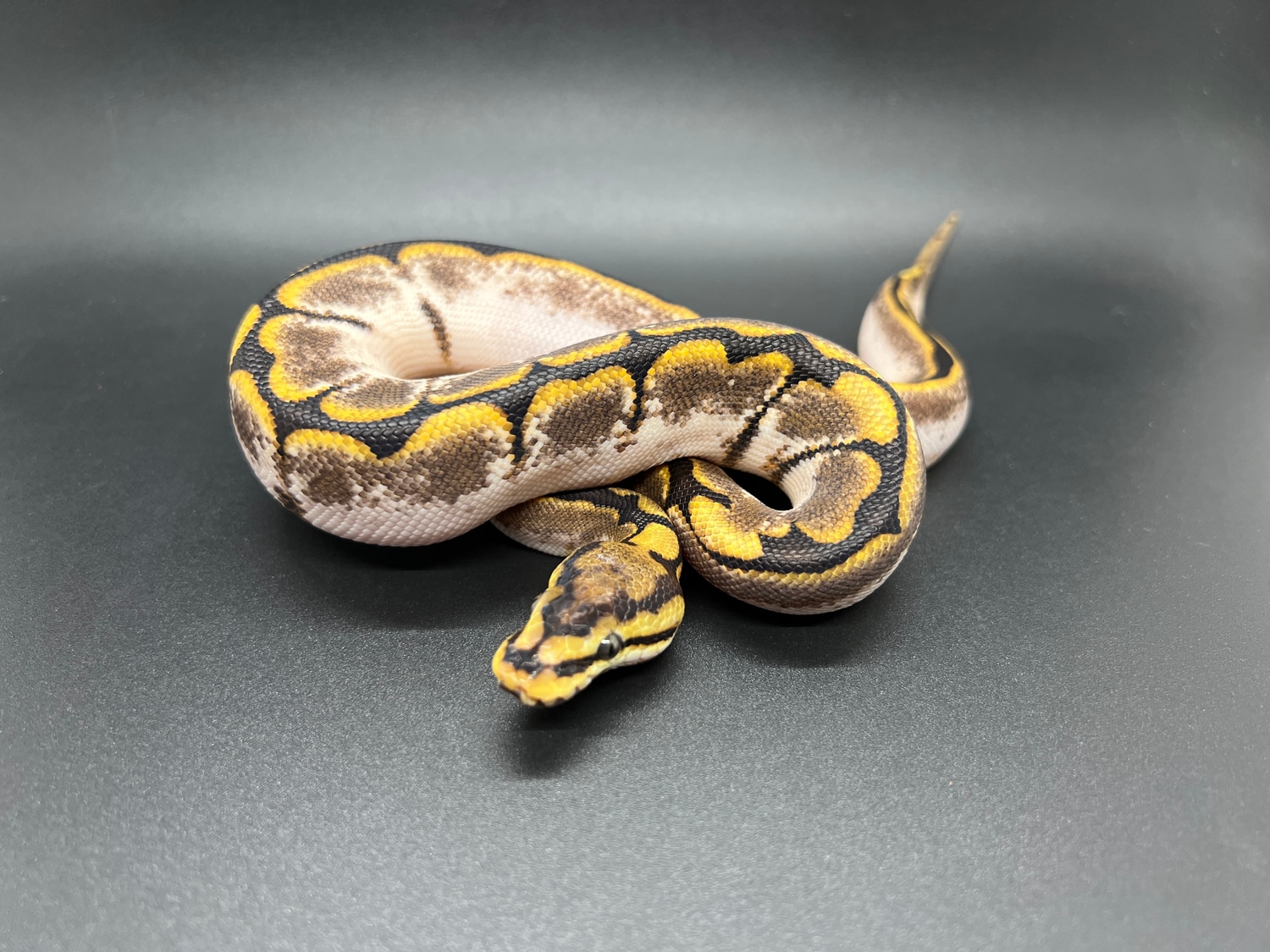Spider, Enchi, Yb, Calico Ball Python by Watch Out For Wiggle Butts ...