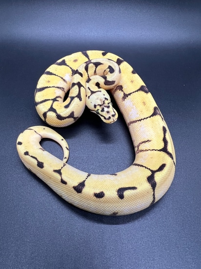 Bumblebee Ball Python by Watch Out For Wiggle Butts