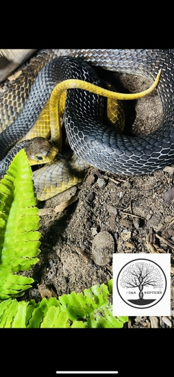 Cb21 Unrelated Pair Yellow Tailed Cribos Cribo & Indigo Snakes by D&A ...