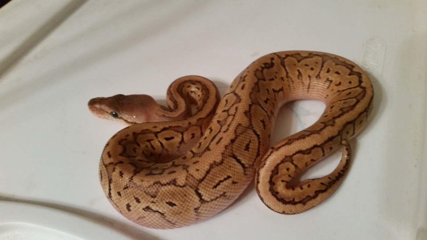 2016 Female Mystic Pinstripe Yellowbelly Ball Python by Watercolor ...