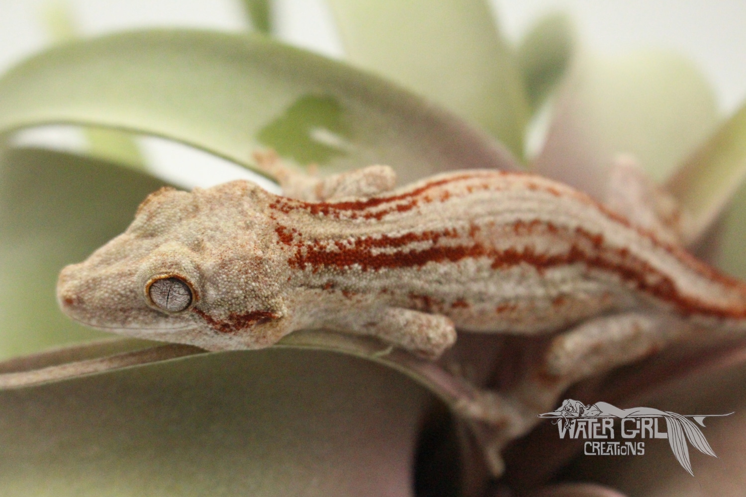 Red Striped Possible Female Gargoyle Gecko by Water Girl Creations ...